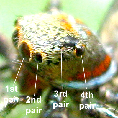 Siler cupreus
