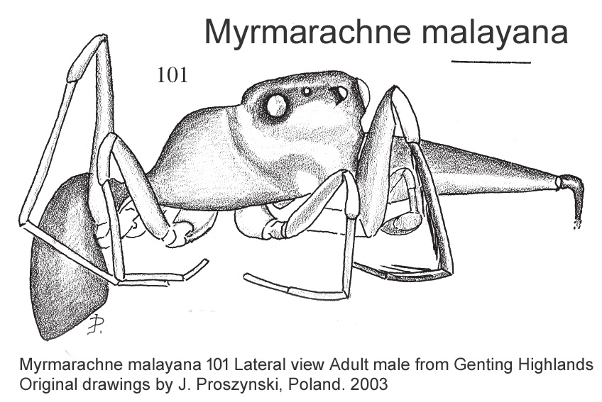 Myrmarachne sp SRI INDAH 婆羅洲蟻蛛之一